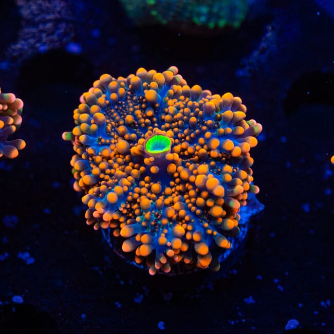 Celebrate 15 Years of World Wide Corals! Join us for our 15th ...