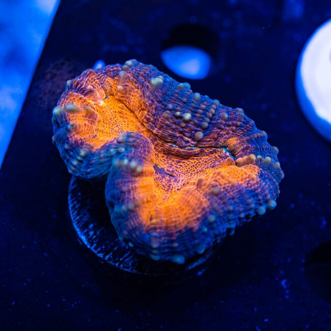Celebrate 15 Years of World Wide Corals! Join us for our 15th ...
