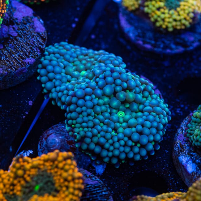 Celebrate 15 Years of World Wide Corals! Join us for our 15th ...