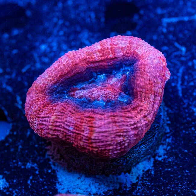 Celebrate 15 Years of World Wide Corals! Join us for our 15th ...