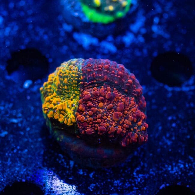 Celebrate 15 Years of World Wide Corals! Join us for our 15th ...