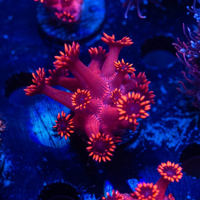 Celebrate 15 Years of World Wide Corals! Join us for our 15th ...