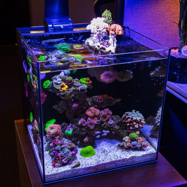 WWC Employee Epic Tank Battle! | Page 5 | Reef2Reef