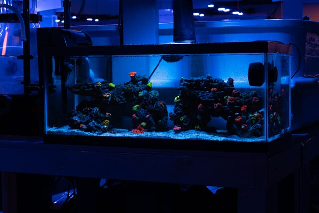 WWC Employee Epic Tank Battle! | Page 7 | Reef2Reef