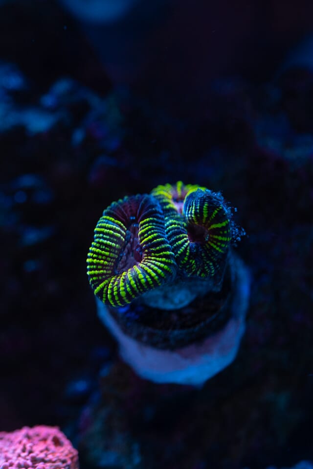 WWC Employee Epic Tank Battle! | Page 7 | Reef2Reef