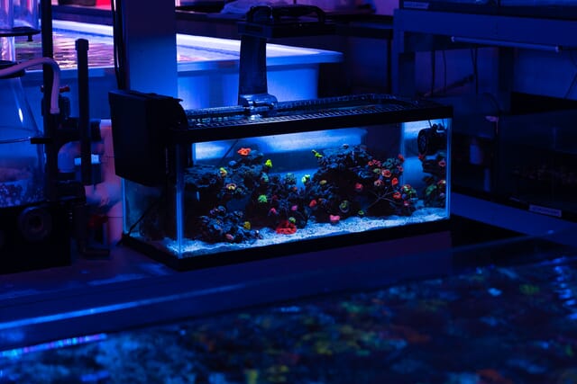 WWC Employee Epic Tank Battle! | Page 7 | Reef2Reef