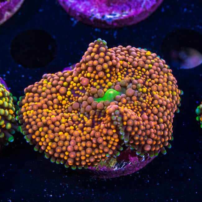 Time for the Endless Summer Flash Sale! Get ready for up to 80% off! | Page 2 | Reef2Reef