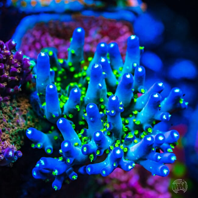 Celebrate 15 Years of World Wide Corals! Join us for our 15th ...