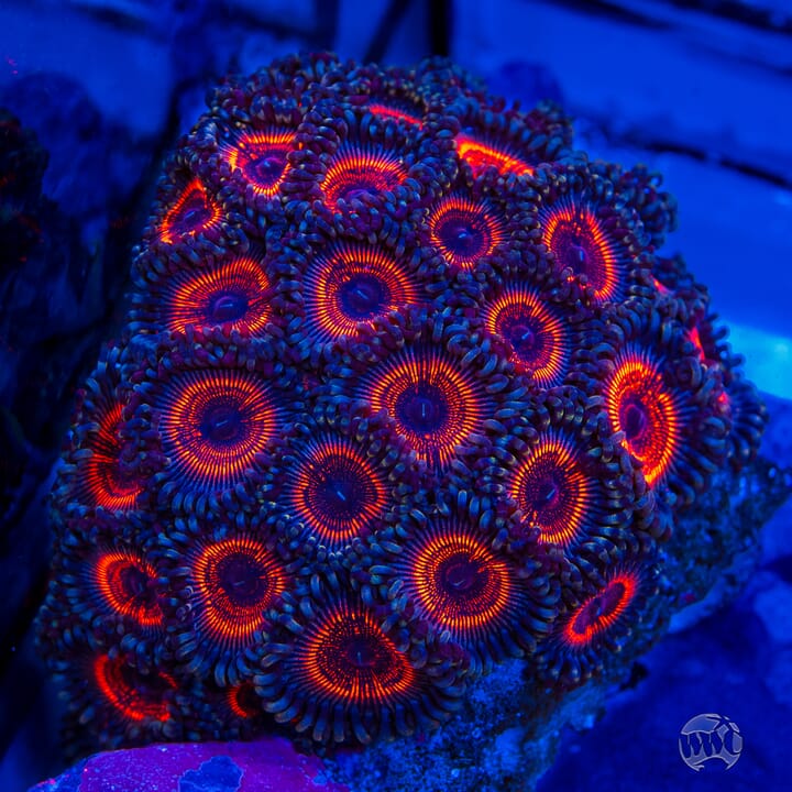 Celebrate 18 Years at World Wide Corals! Join us for our 18th ...