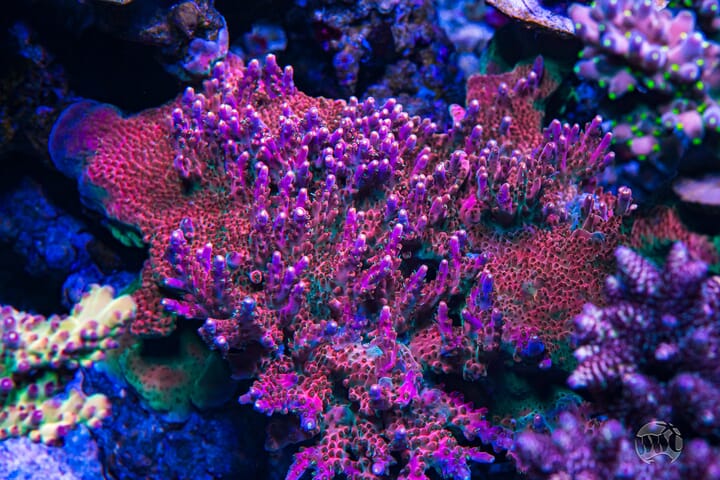 Coral Maynia Live Sale 2024 3000+ Corals Up To 80% Off!!! | Page 146 ...