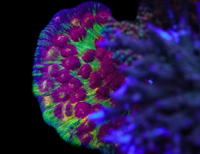 World Wide Corals TimeSplitter LIVE SALE - 3,000+ Frags! Our Largest ...