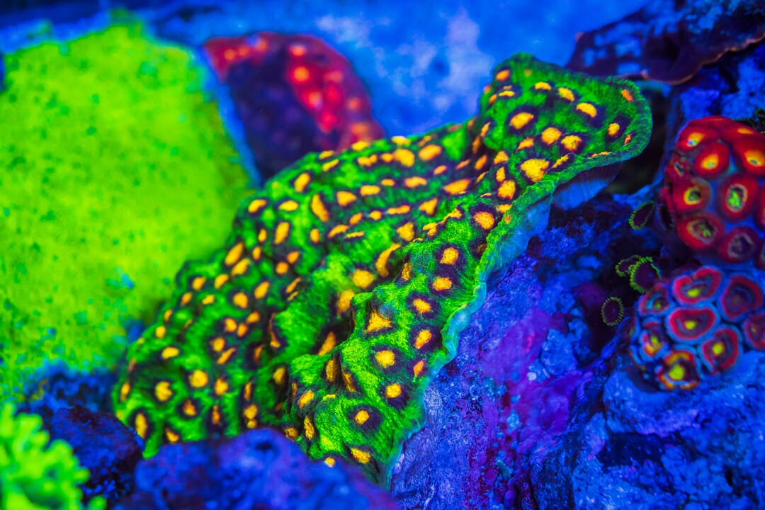 WWC Cyber Monday Live Sale! Up to 85% Off! | Page 20 | Reef2Reef
