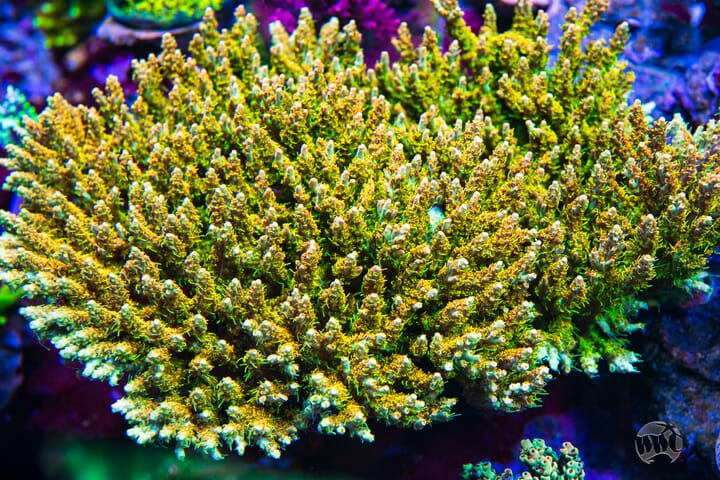 The WWC Blizzard Flash Sale! 1000 Frags up to 90% OFF Jan 24th, 6pm EST ...