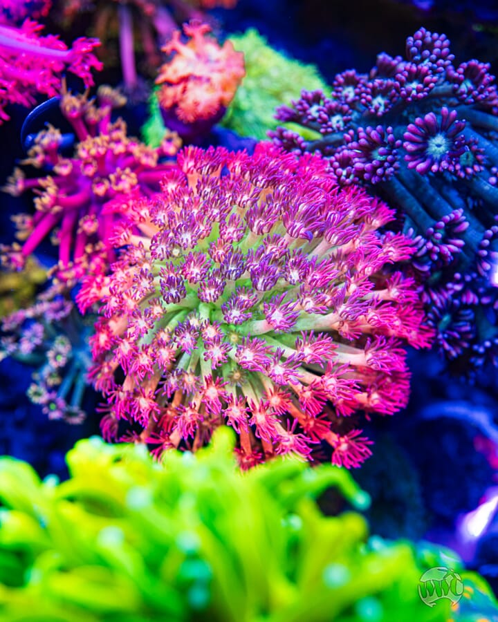 WWC 2024 Fall Flash Sale September 20th 6-10PM ET | Page 52 | Reef2Reef