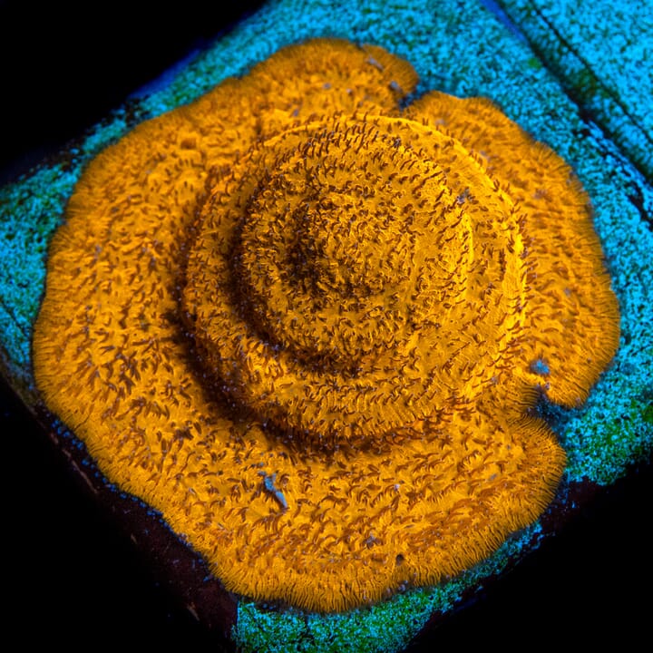 Celebrate 15 Years of World Wide Corals! Join us for our 15th ...