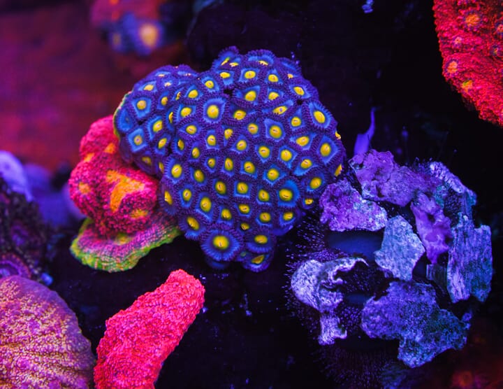 Celebrate 18 Years at World Wide Corals! Join us for our 18th ...