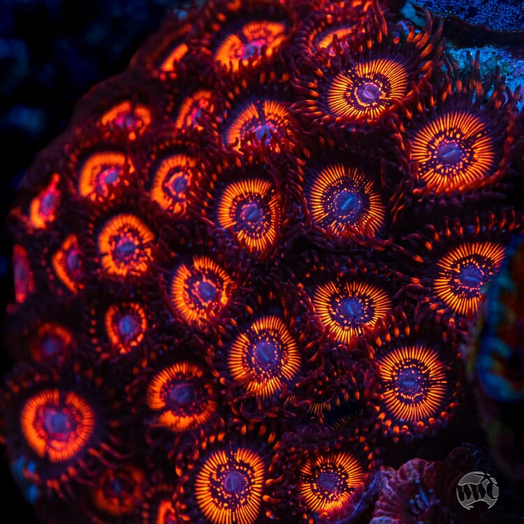 Welcome To The New Wwc Eye Candy Thread Reef2reef