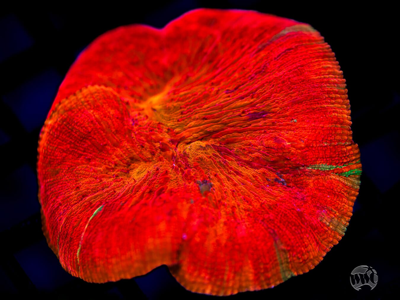 Celebrate 18 Years at World Wide Corals! Join us for our 18th ...