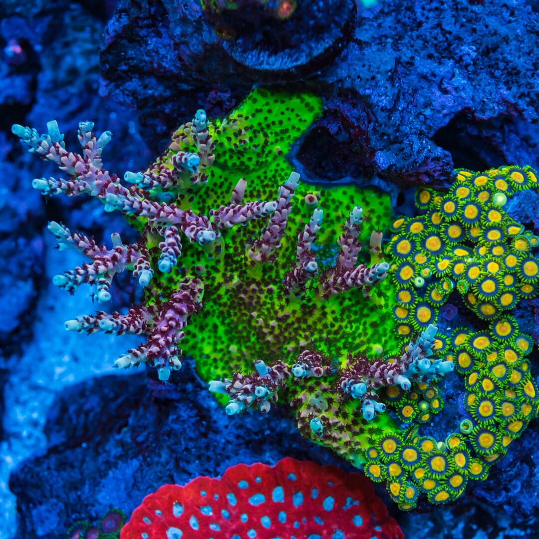 It's time for the WWC Blizzard Flash Sale! Get up to 85% off corals ...