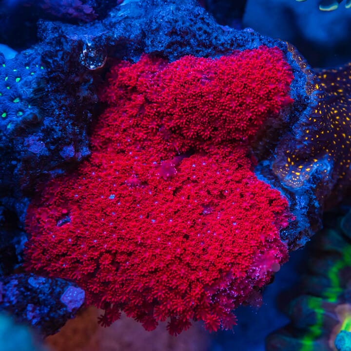 Celebrate 17 Years at World Wide Corals! Join us for our 17th ...