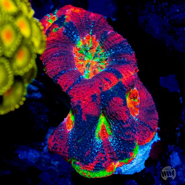 Welcome To The New WWC Eye Candy Thread!!! | Reef2Reef