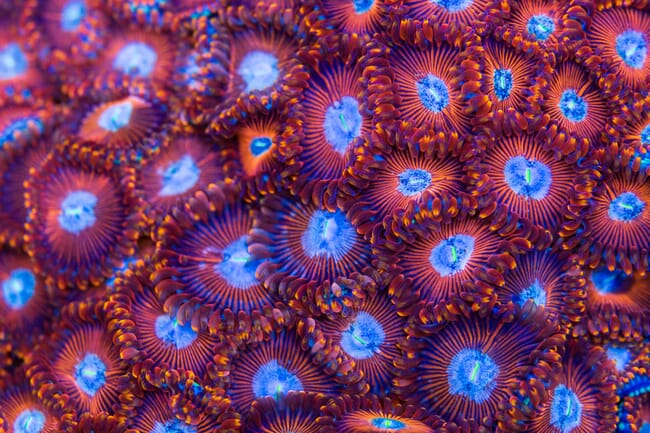 Wwc Coral Frag Packs Reef2reef